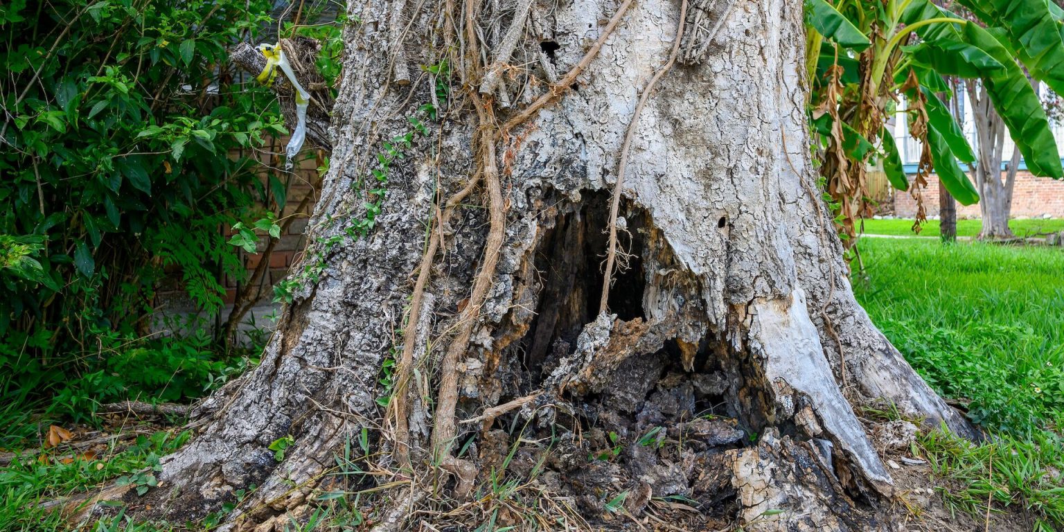 Hazardous Trees – Identifying and Professionally Removing – Blog ...