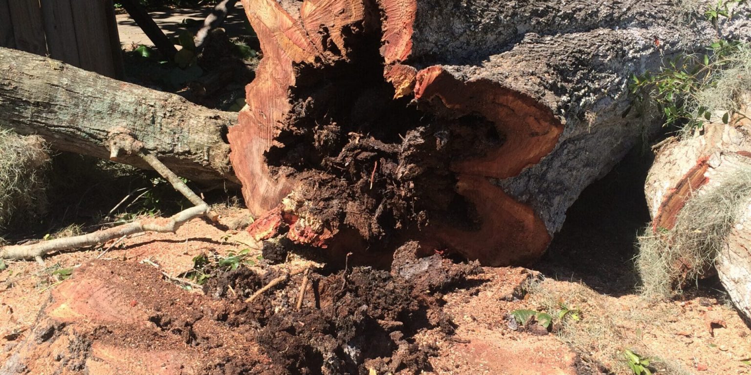 4 Deadly Tree Diseases in Florida – Blog | Florid Tree & Ground Maintenance